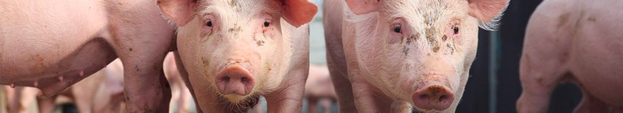 Provimi - Products - Finishers